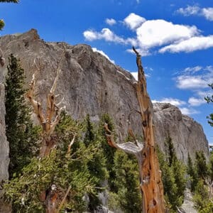 Mt Charleston Wilderness Kyle Canyon, NV | Las Vegas Area Trails