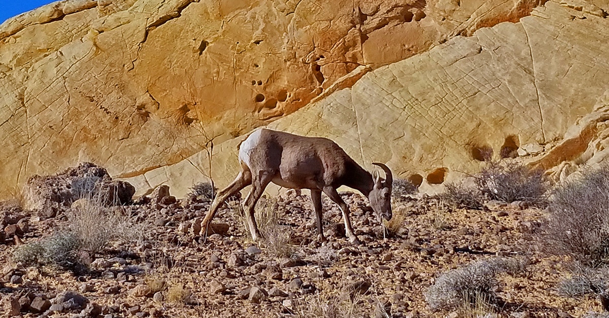 Bighorn Sheep in Nevada Deserts | Las Vegas Area Trails