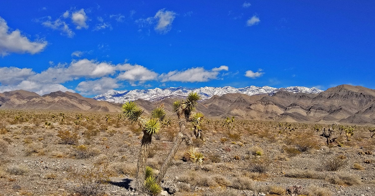 Cow Camp Road | Sheep Range, Nevada | Las Vegas Area Trails