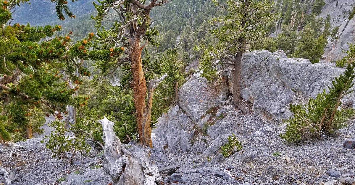 Mummy Mountain NE Cliffs, Nevada | Las Vegas Area Trails