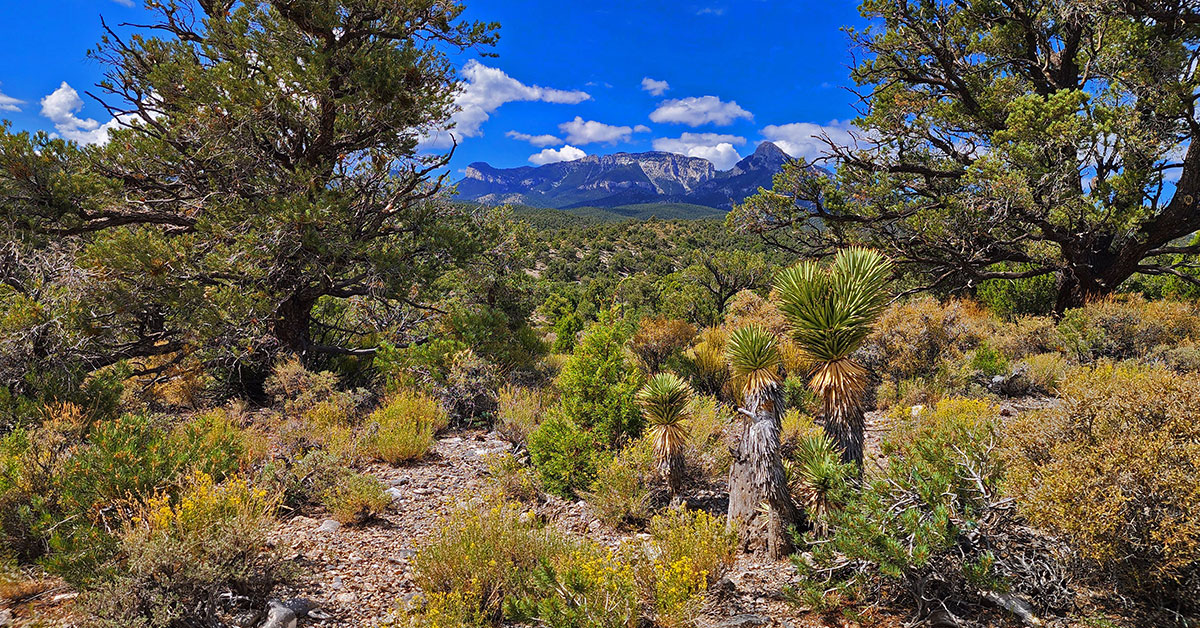 Catch Pen West Hike | Mt. Charleston Wilderness, Nevada | Las Vegas ...