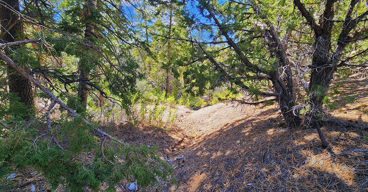 Mud Springs Loop | Lee Canyon, Nevada | Las Vegas Area Trails