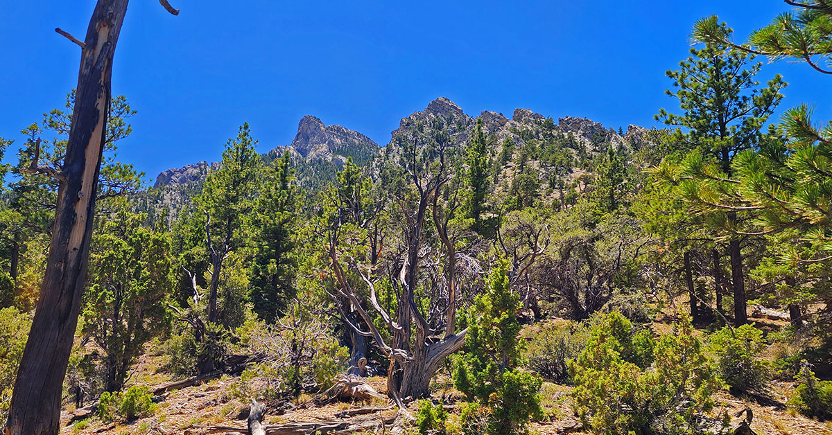 Mud Springs Loop Clockwise | Lee Canyon | Mt. Charleston Wilderness ...