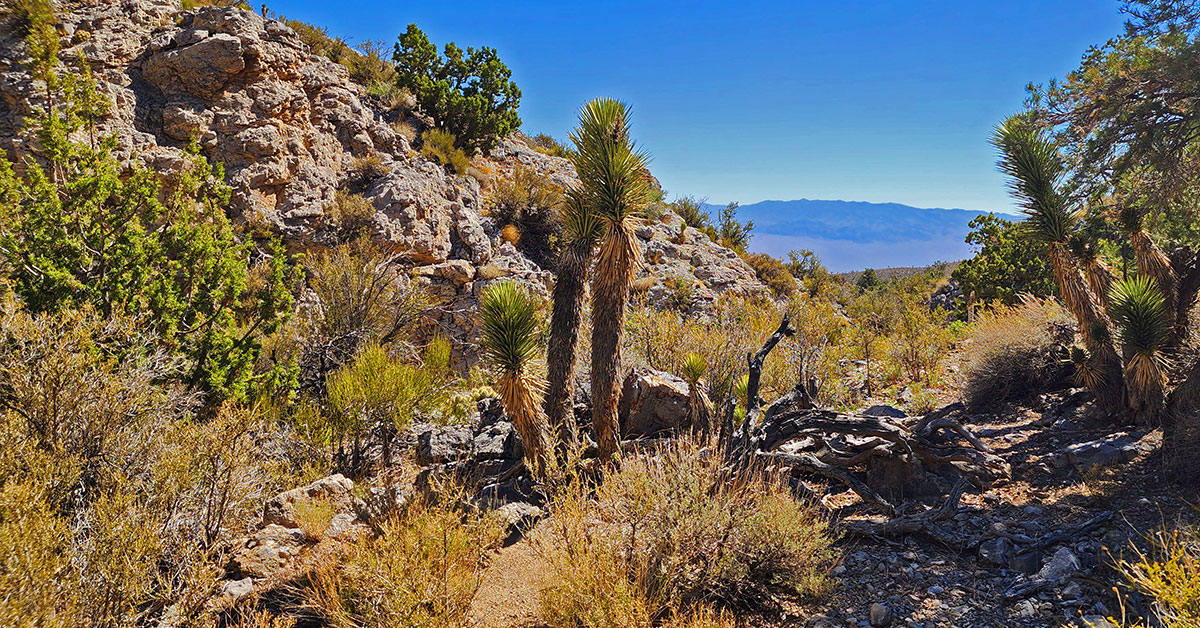 Rocky Gorge Loop Trail | Sawmill Trailhead | Lee Canyon, Nevada | Las ...